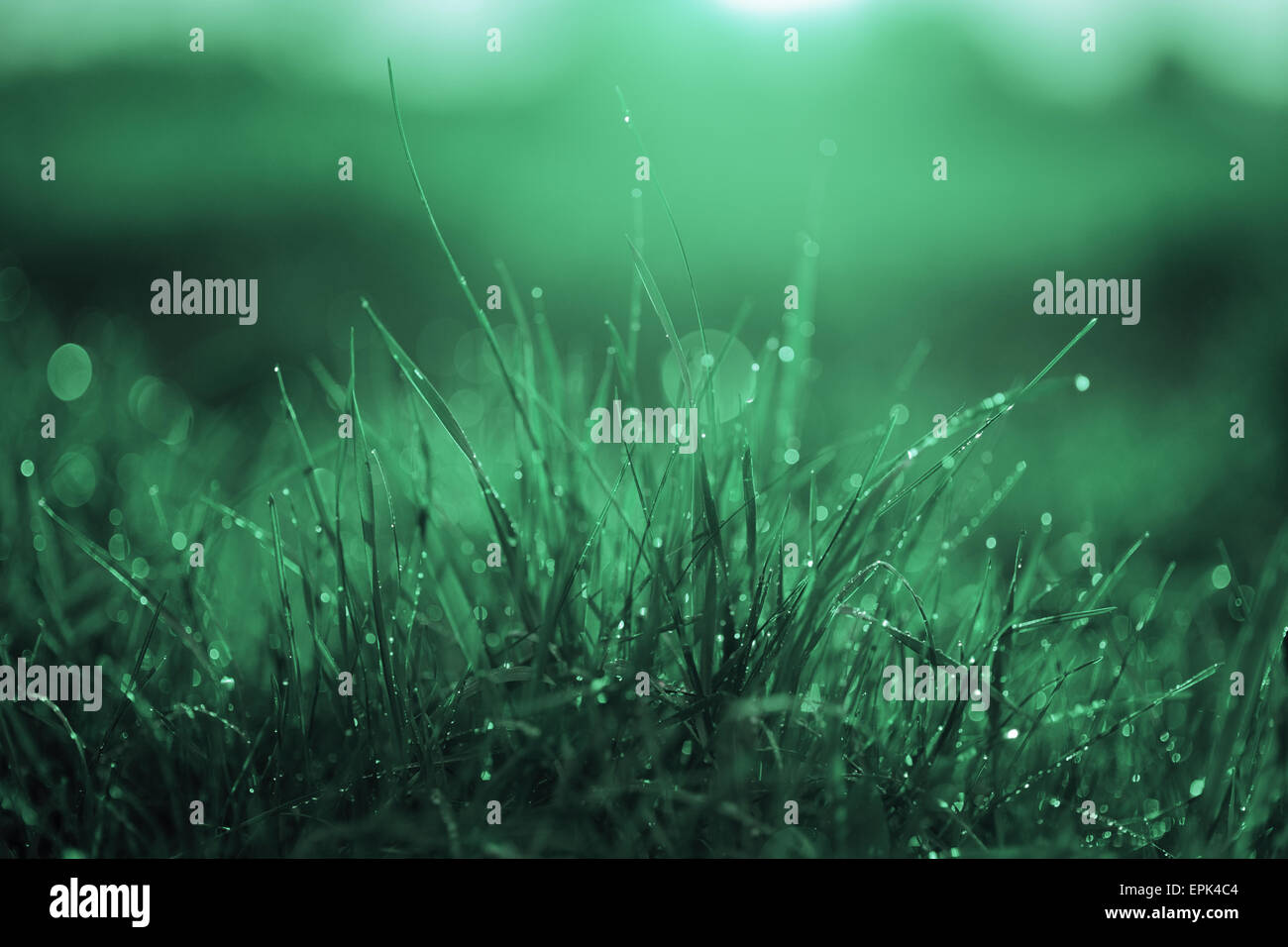 Grass with rain drops Stock Photo - Alamy
