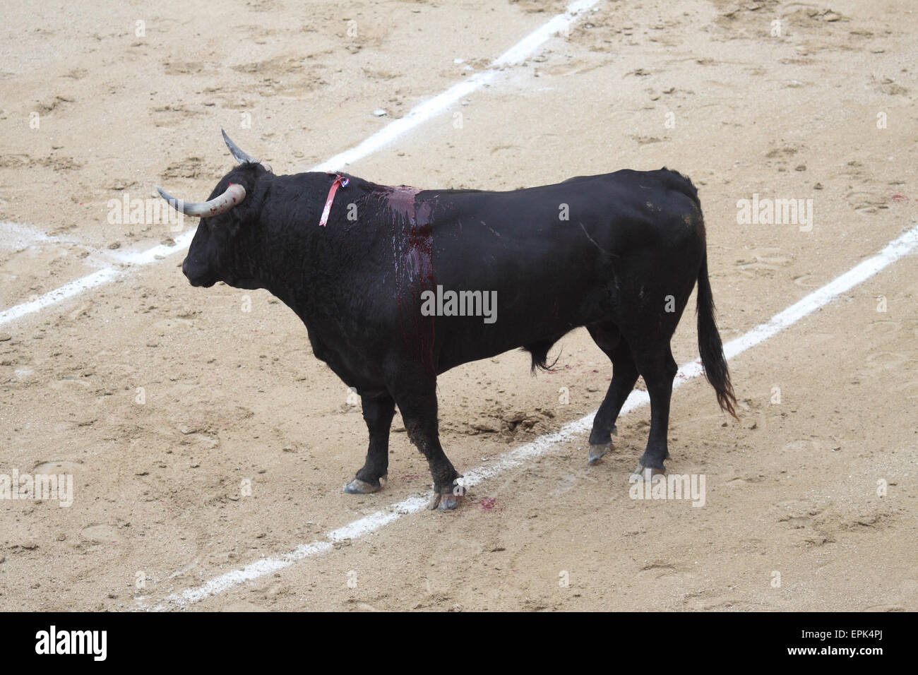 a spanish bull in the arena Stock Photo - Alamy