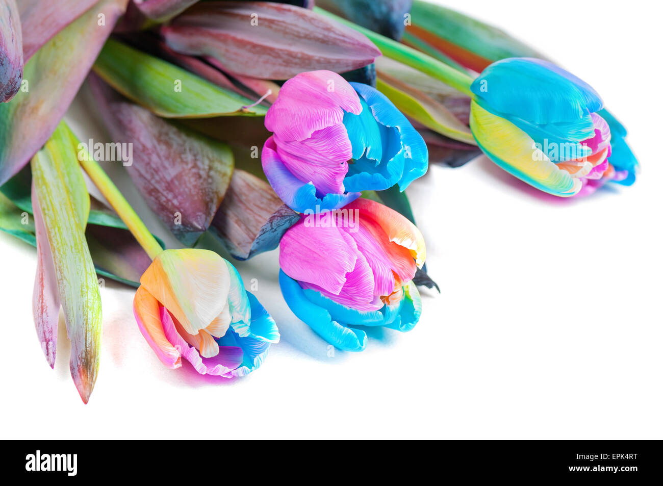 Unusual tulips hi-res stock photography and images - Alamy