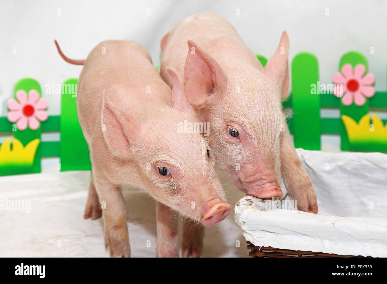 Two little pigs hi-res stock photography and images - Alamy