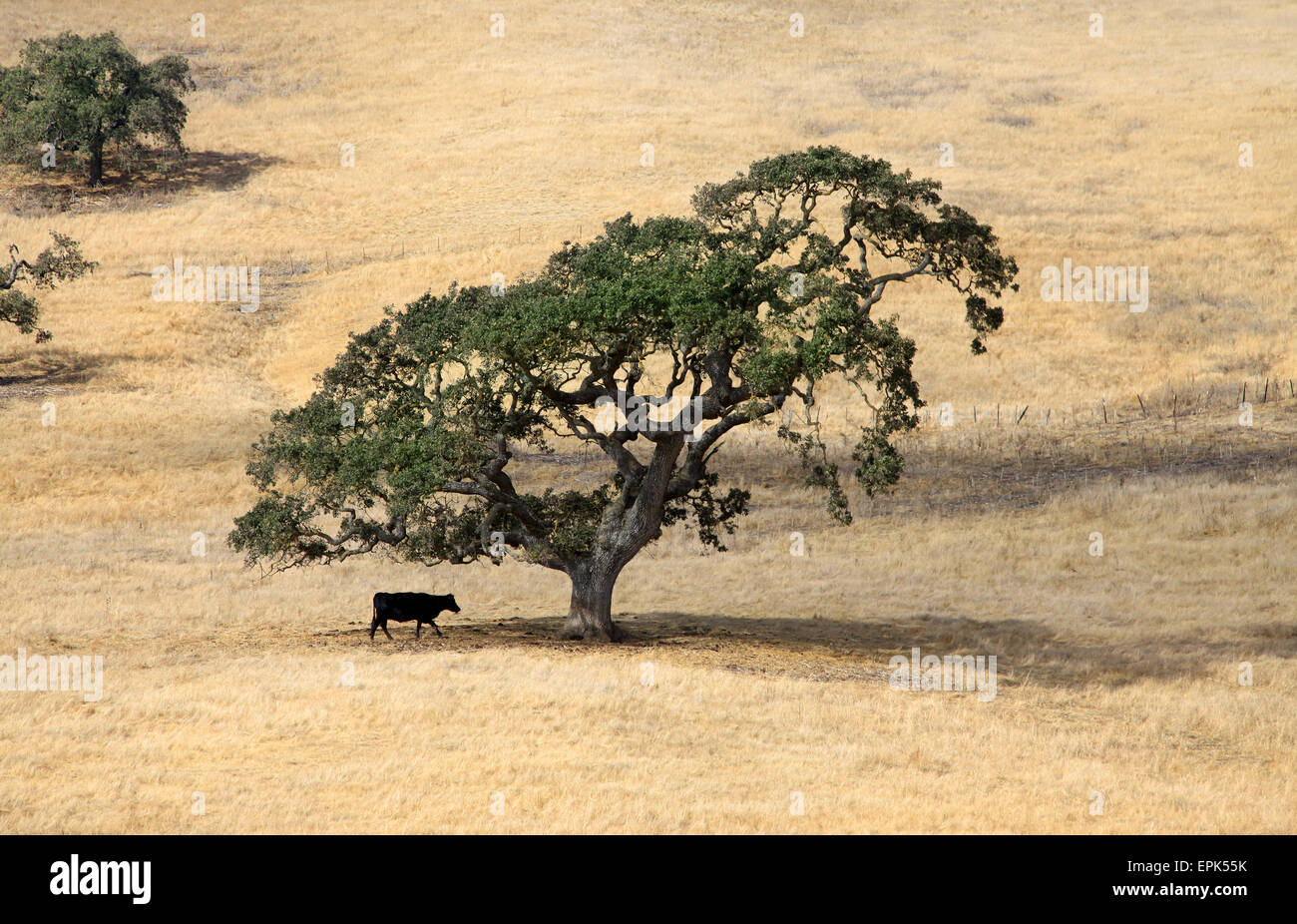 lonely tree and cow Stock Photo - Alamy