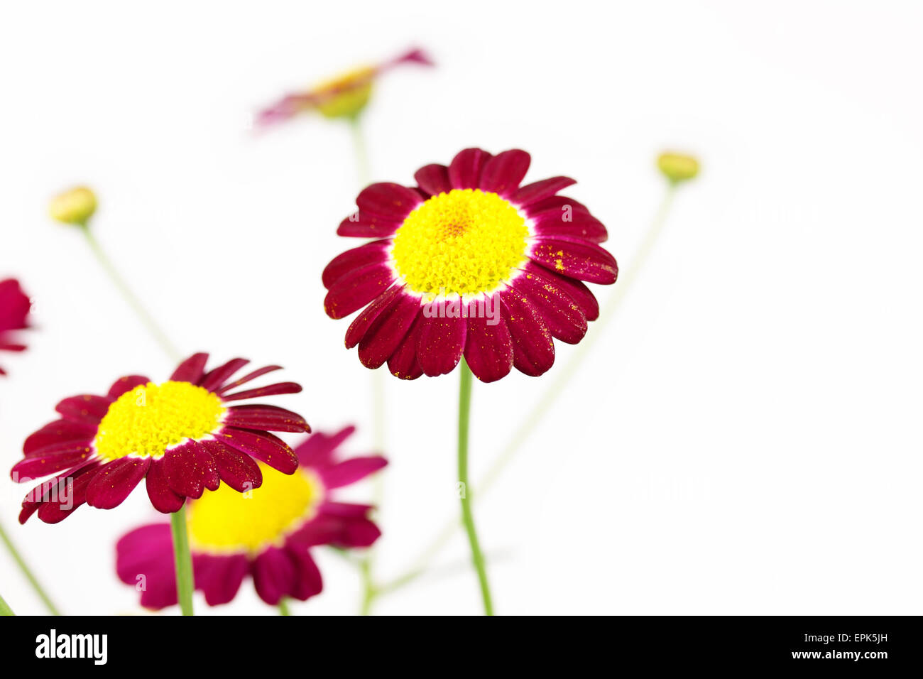 Lila pink hi-res stock photography and images - Alamy