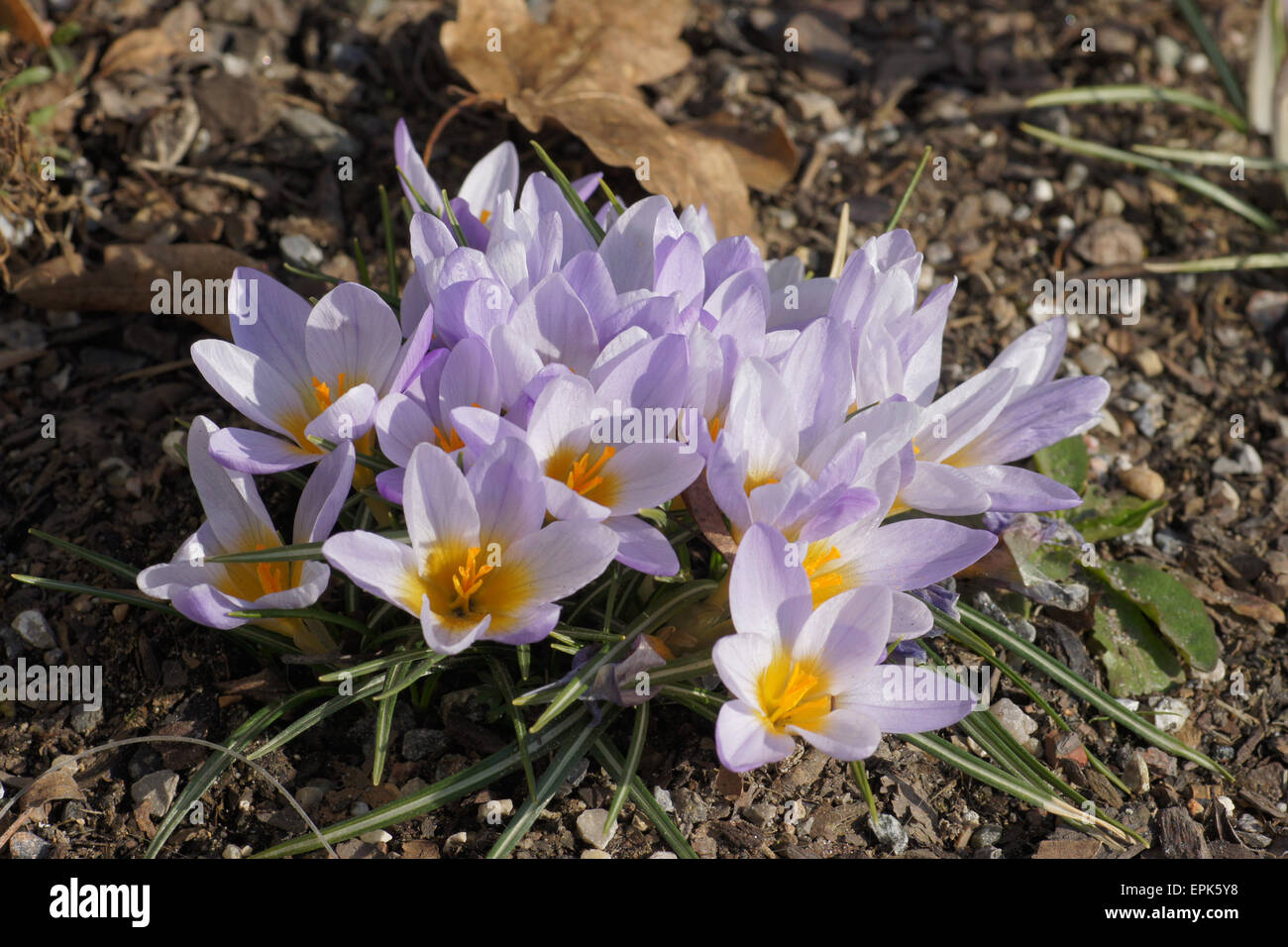 Tomasinis cr hi-res stock photography and images - Alamy