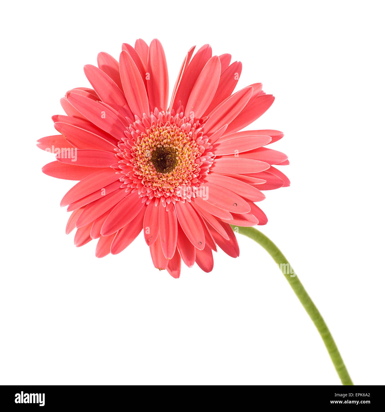 Red flower gerbera hi-res stock photography and images - Alamy