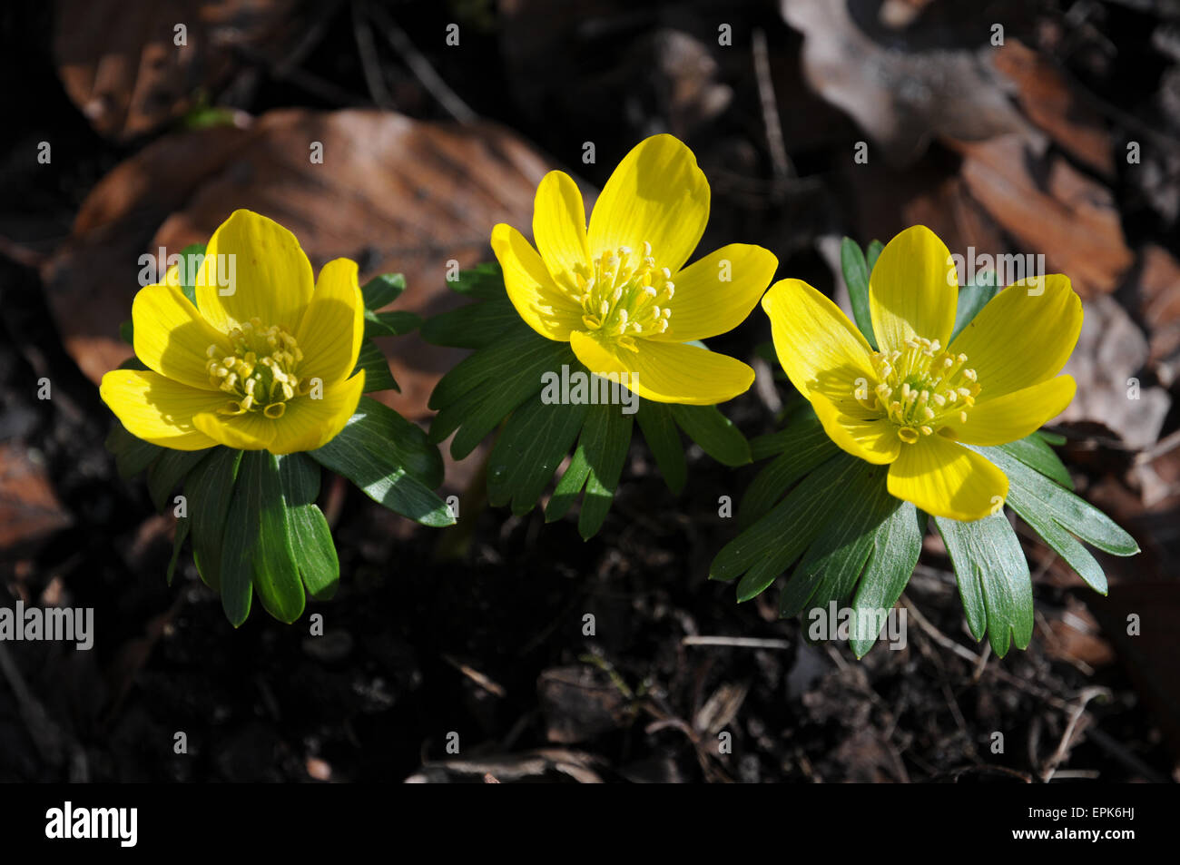 Winter aconite bulbs hi-res stock photography and images - Alamy