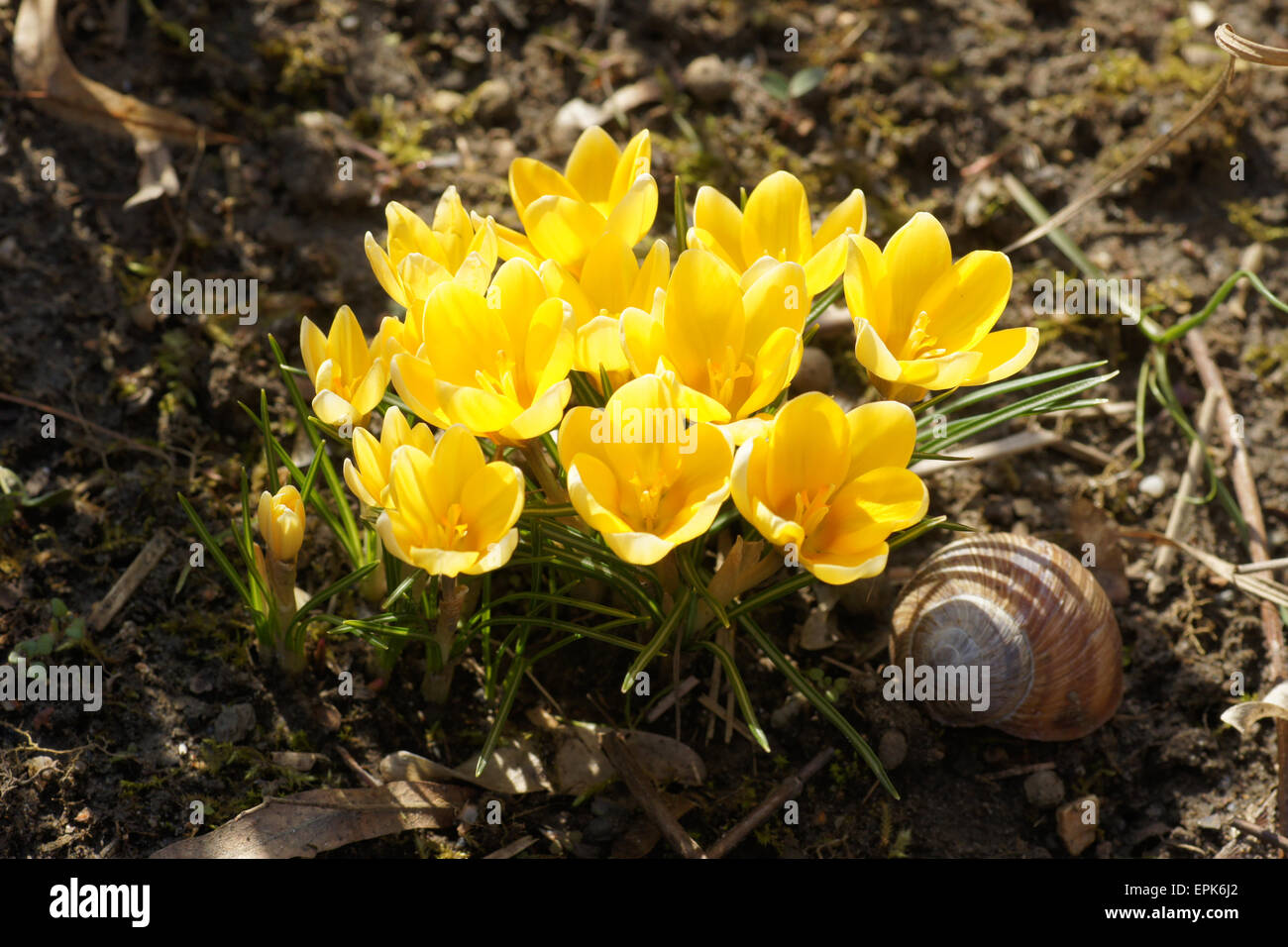 Dutch yellow crocus Stock Photo - Alamy
