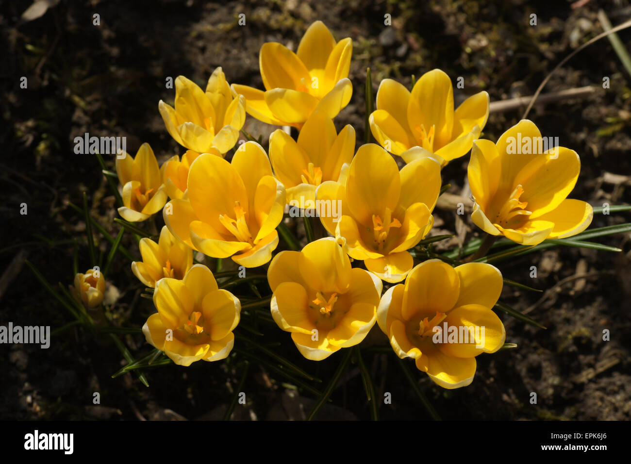 Dutch yellow crocus Stock Photo - Alamy