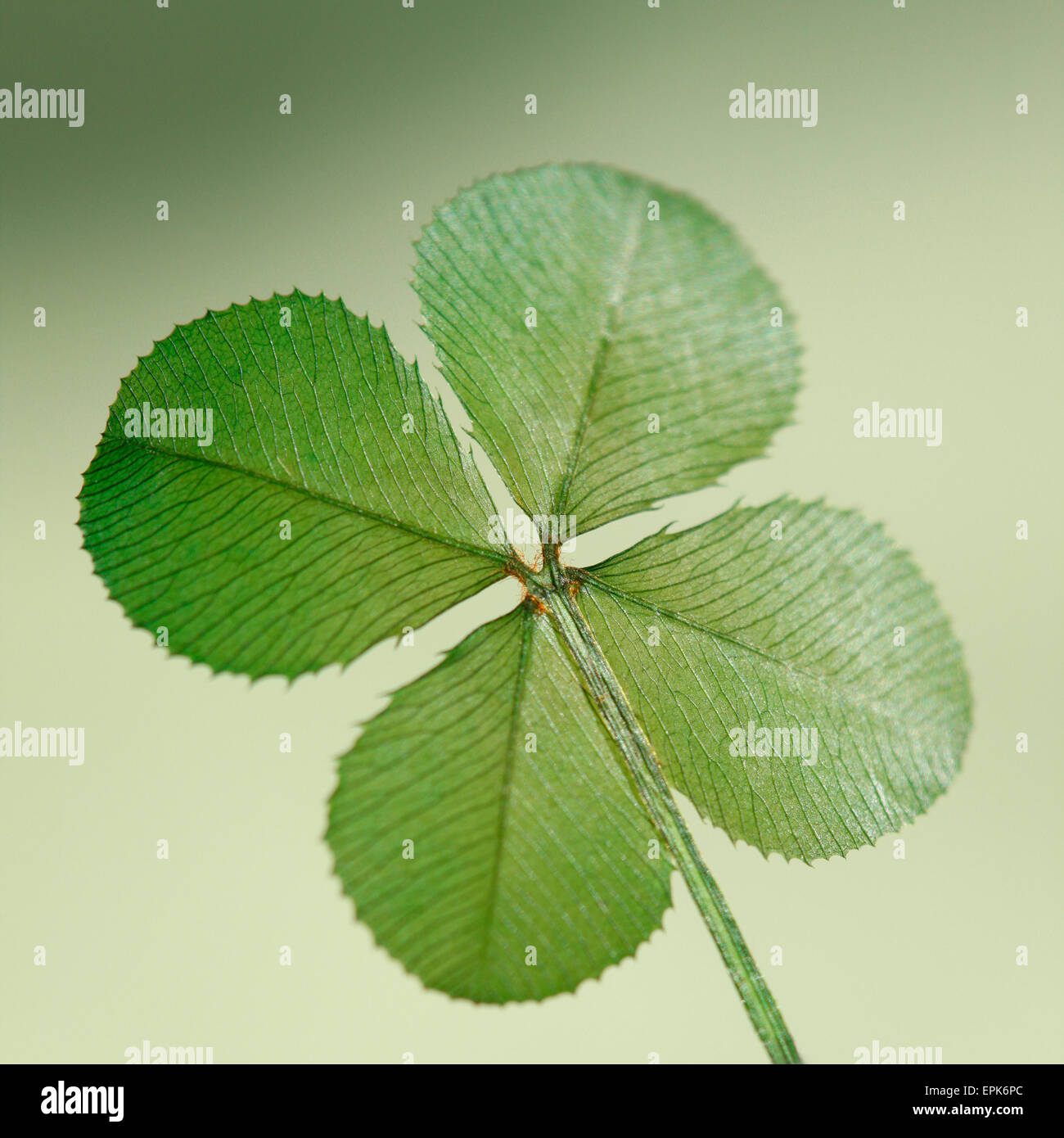a traditional good luck symbol, the four leaf clover Jane Ann Butler ...