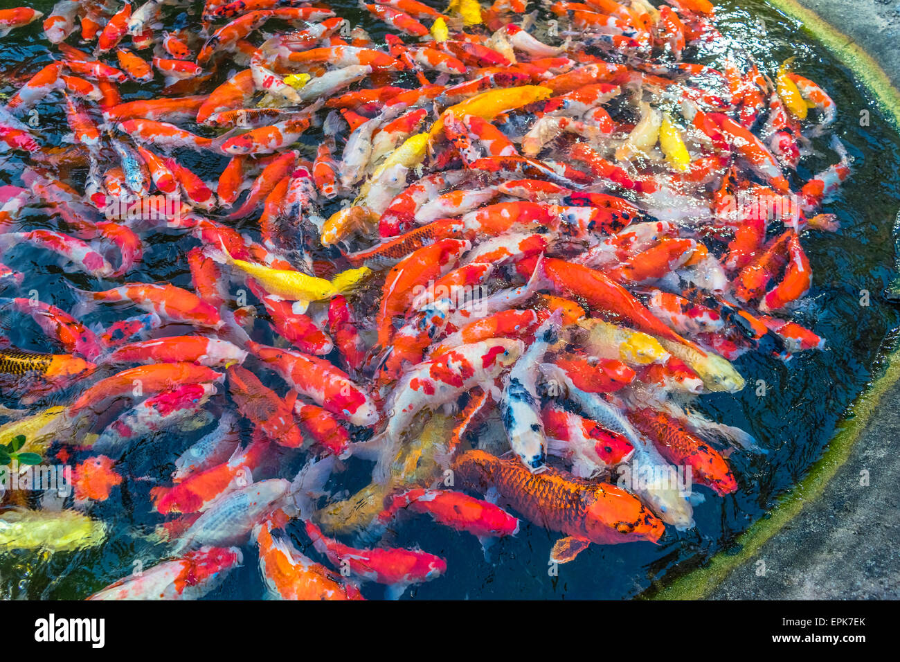 Fish for peace hi-res stock photography and images - Alamy