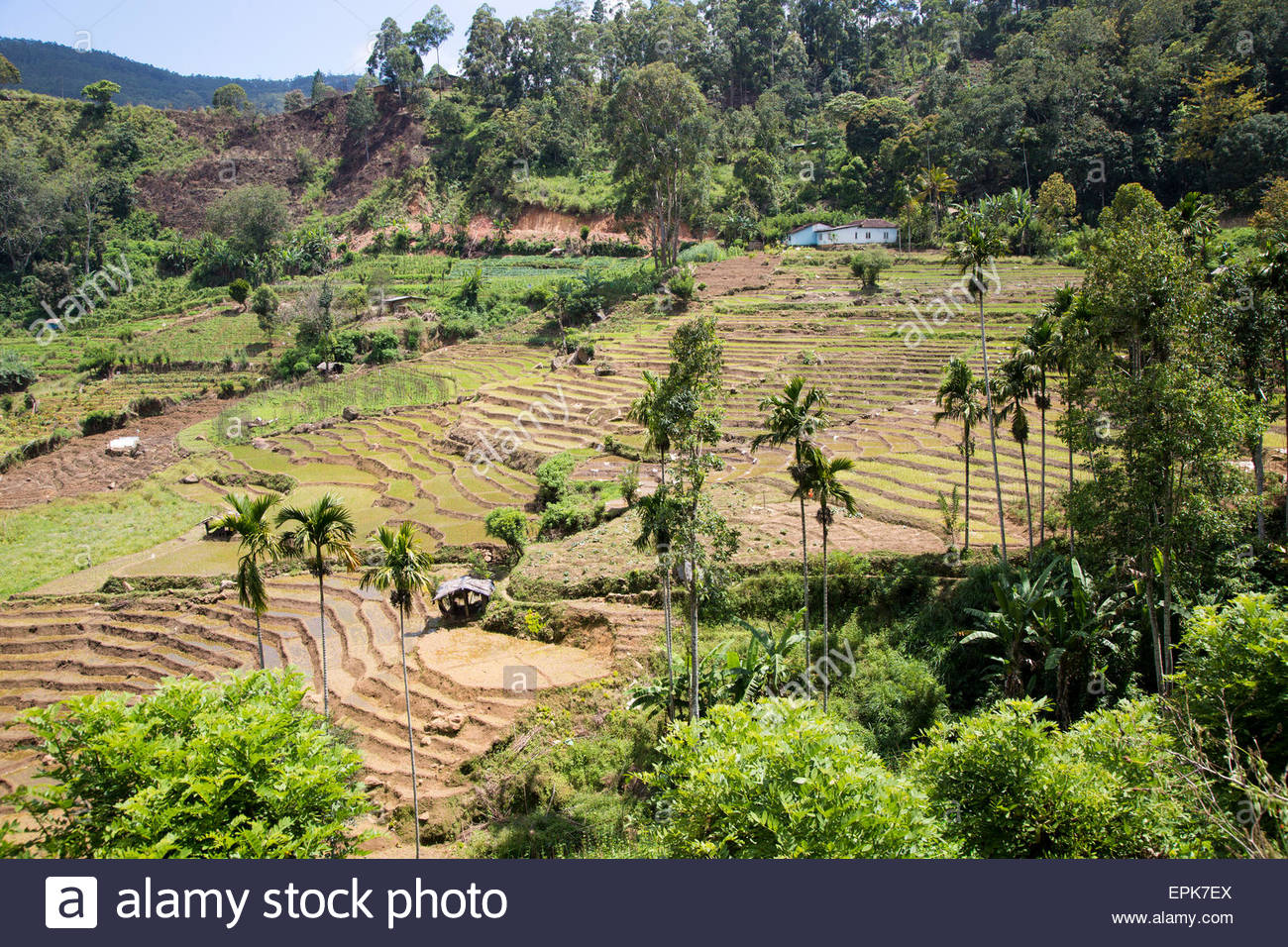 Paddy Fields Sri Lanka Stock Photos & Paddy Fields Sri Lanka Stock ...