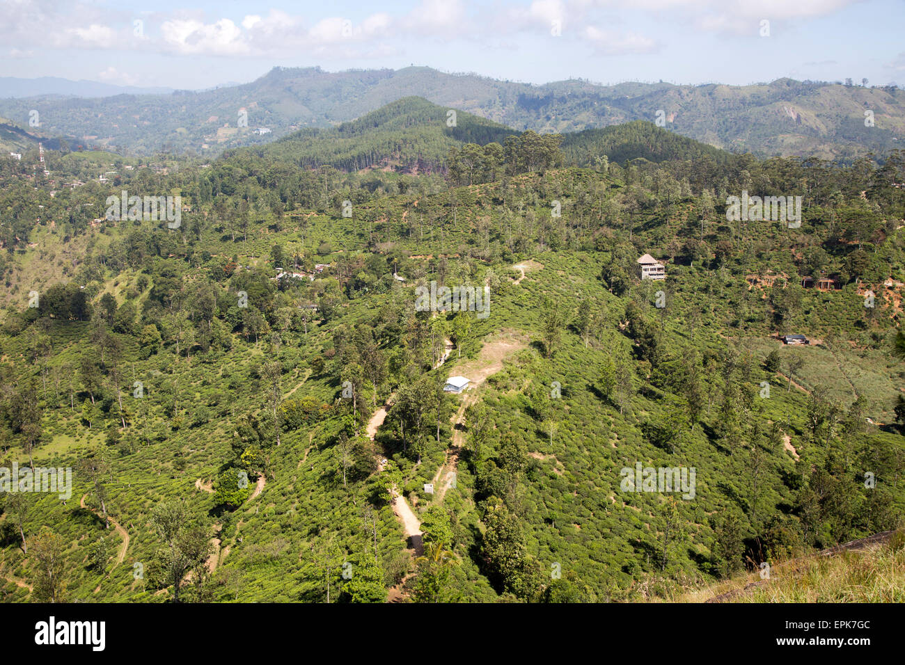 View over Newburgh tea estate, Ella, Badulla District, Uva Province ...