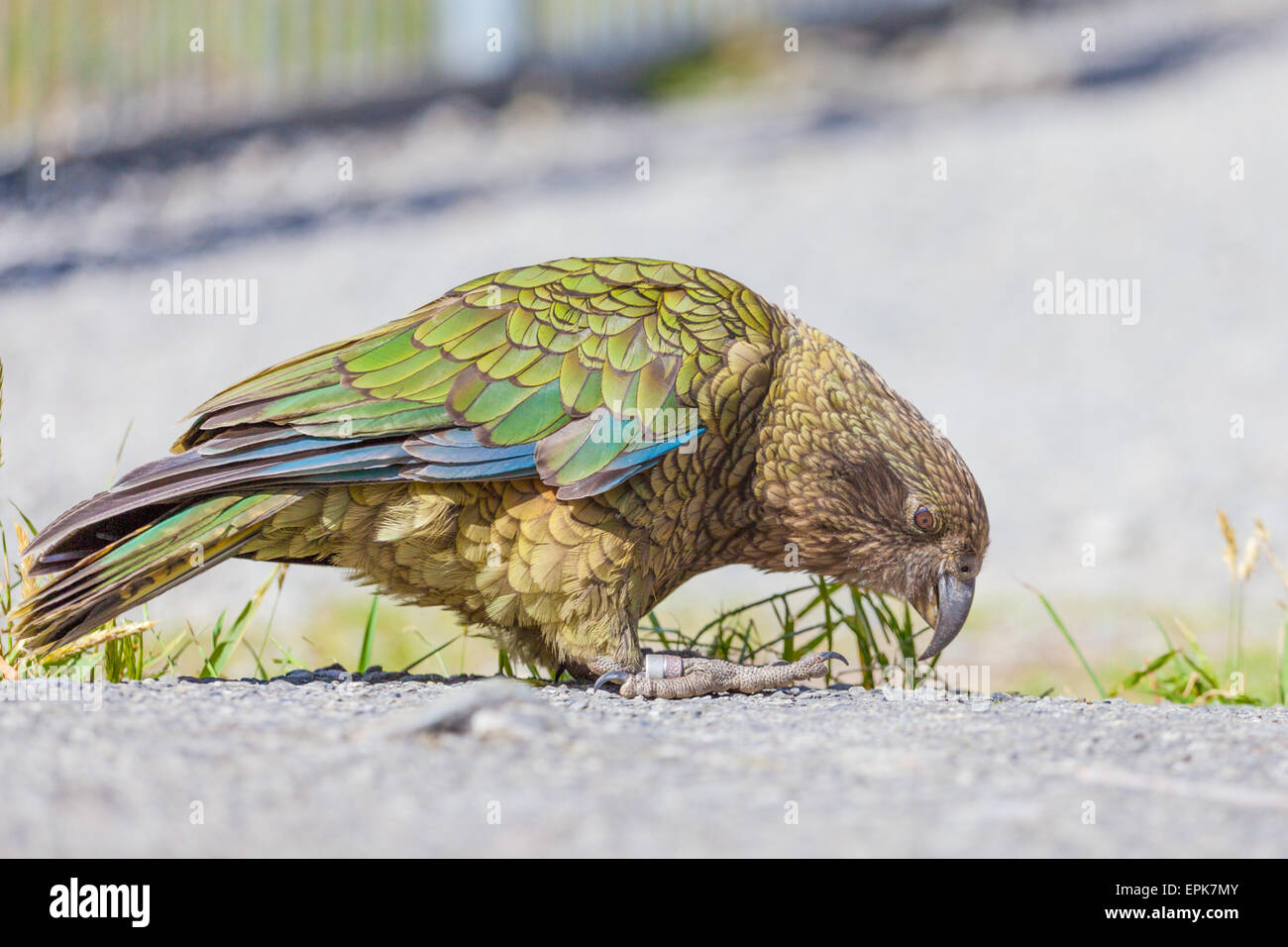 Kea portrait, alpine parrot, South Island, New Zealand Stock Photo - Alamy