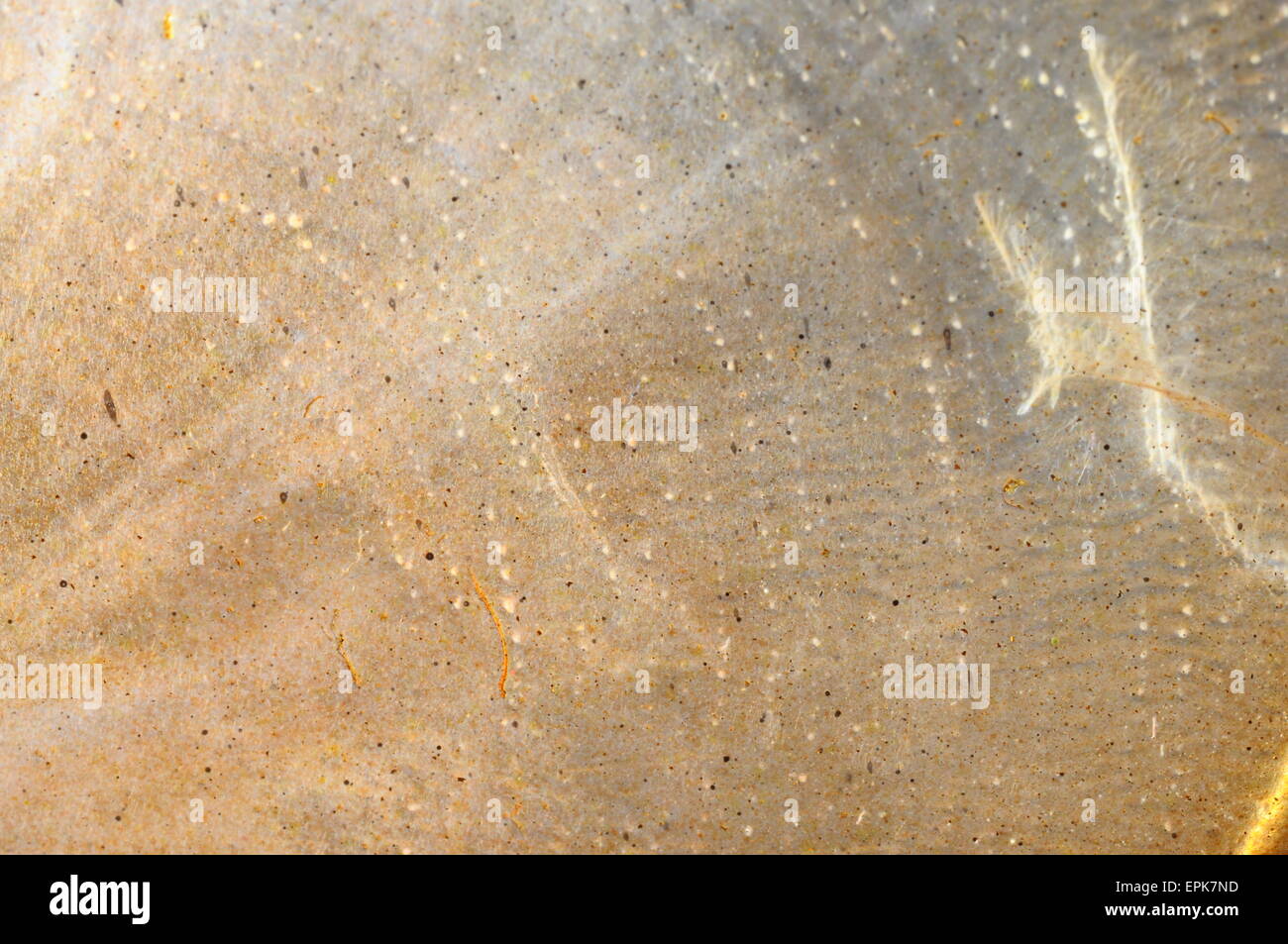 Macro pearl nacre texture hi-res stock photography and images - Alamy