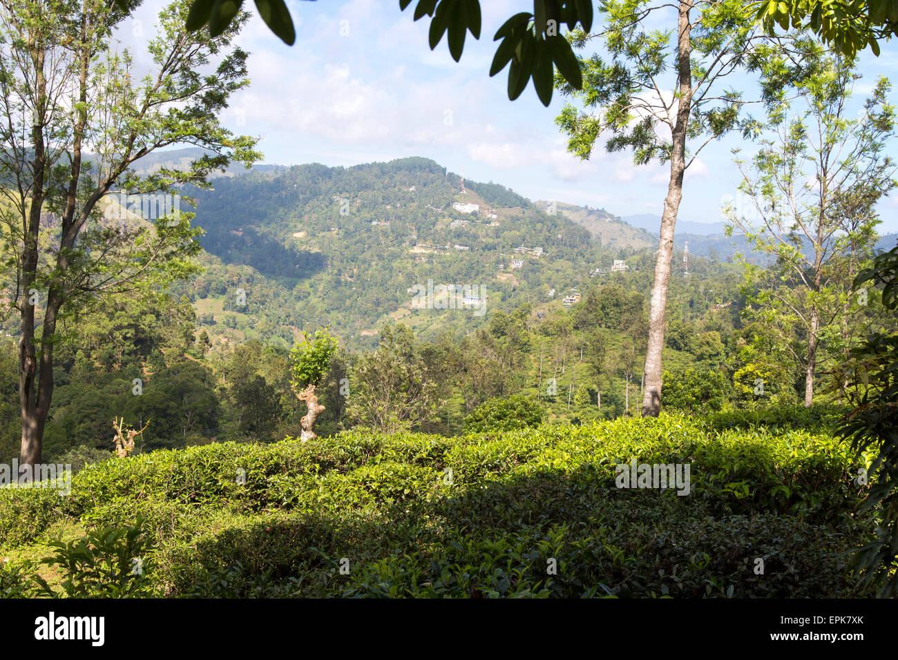 Tea hills sri lanka hi-res stock photography and images - Alamy