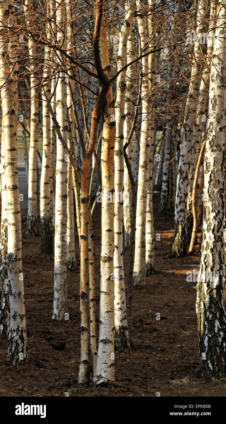 Birch woods hi-res stock photography and images - Alamy