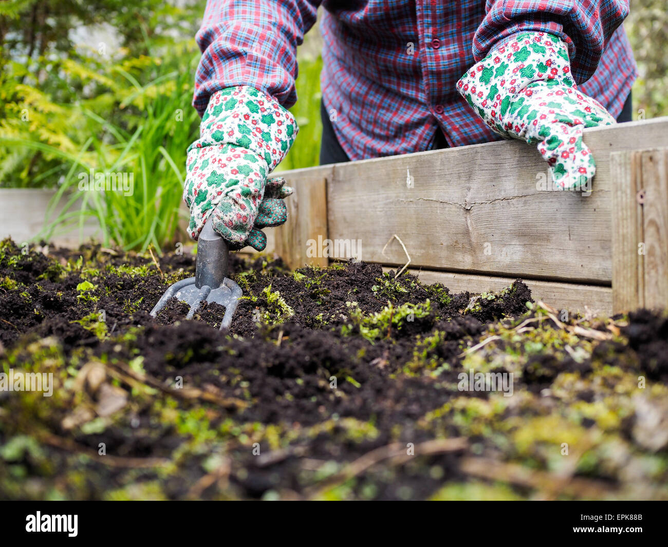 Woman weeding in the garden and she use the garden rake Stock Photo - Alamy