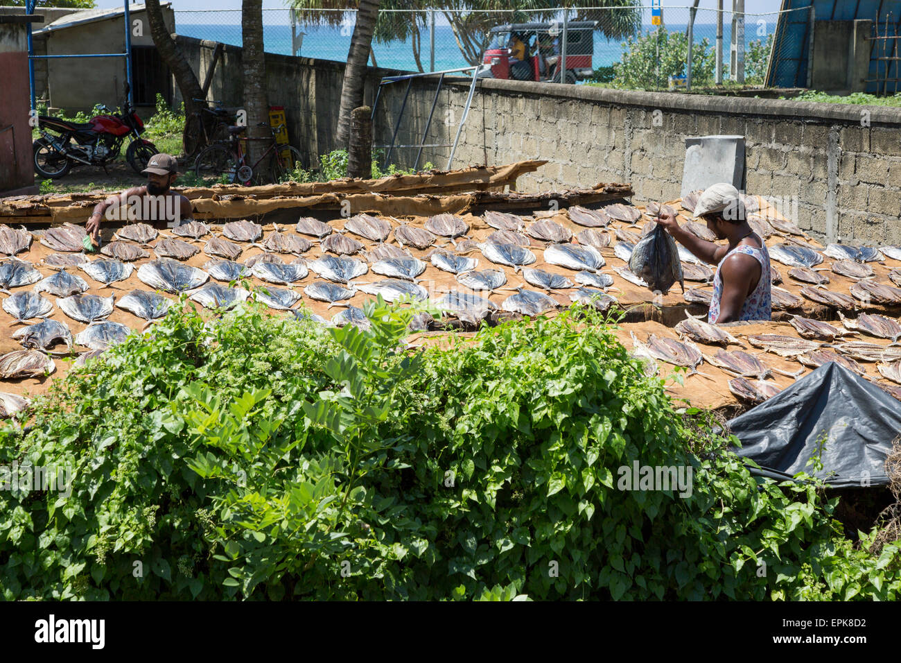 Two sri lankan men hi-res stock photography and images - Alamy