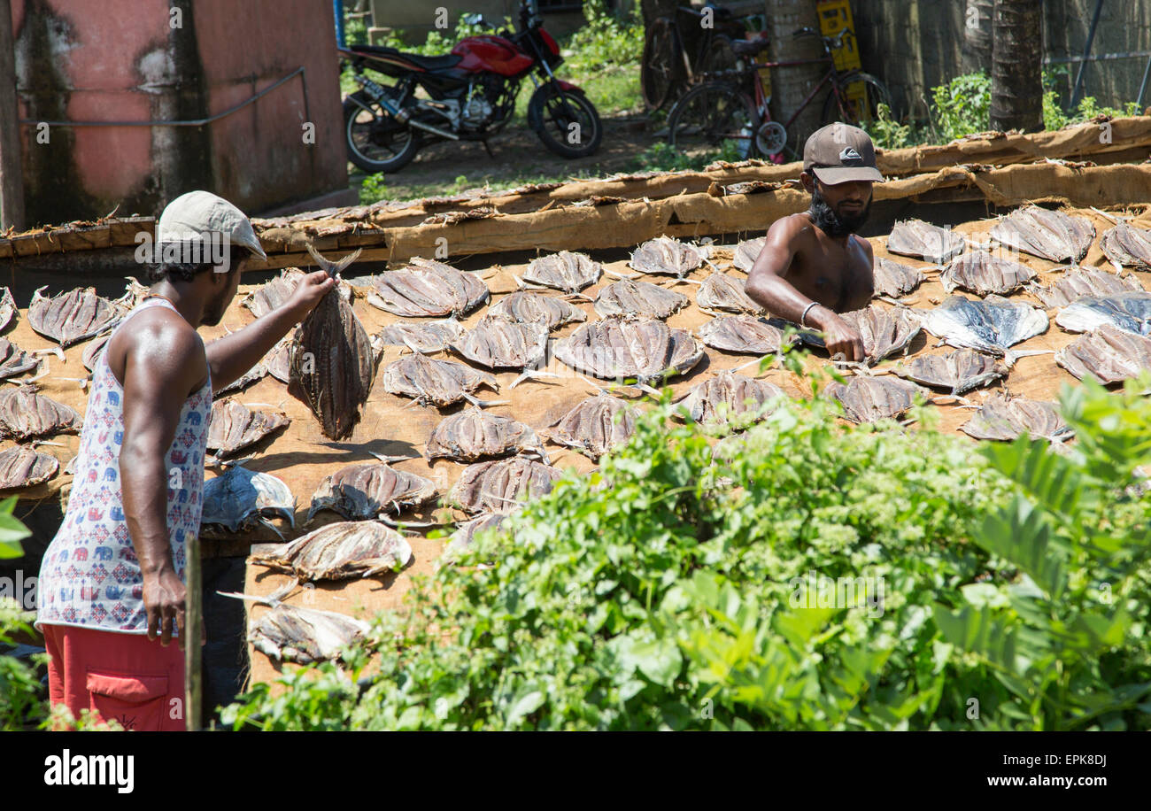 Sri lankan dried fish hi-res stock photography and images - Alamy