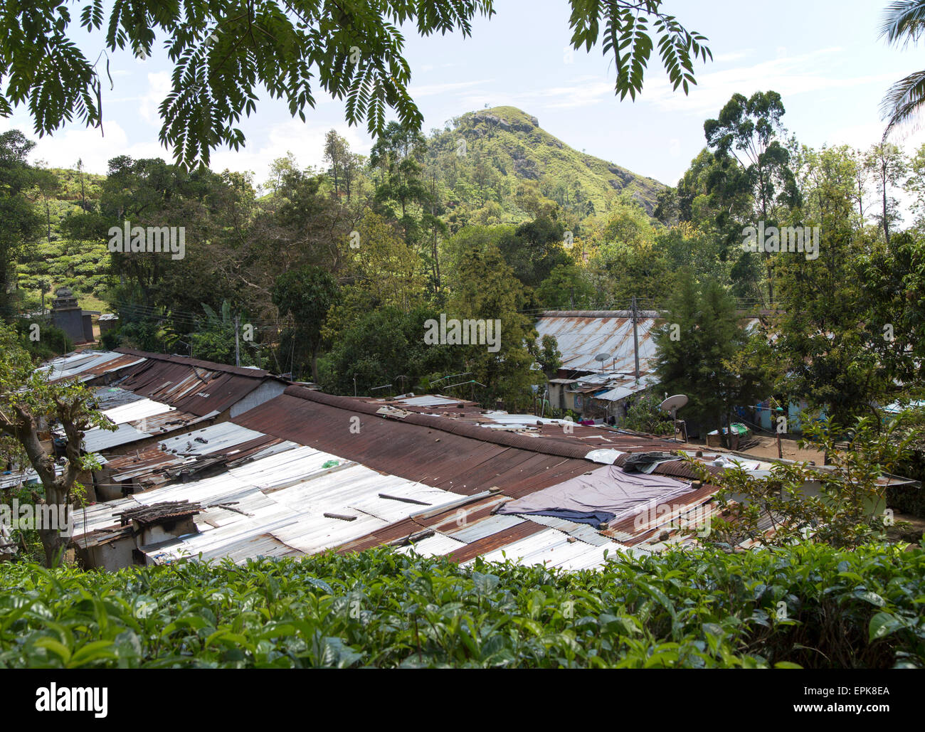 Tamil tea plantation worker housing, Ella, Badulla District, Uva ...