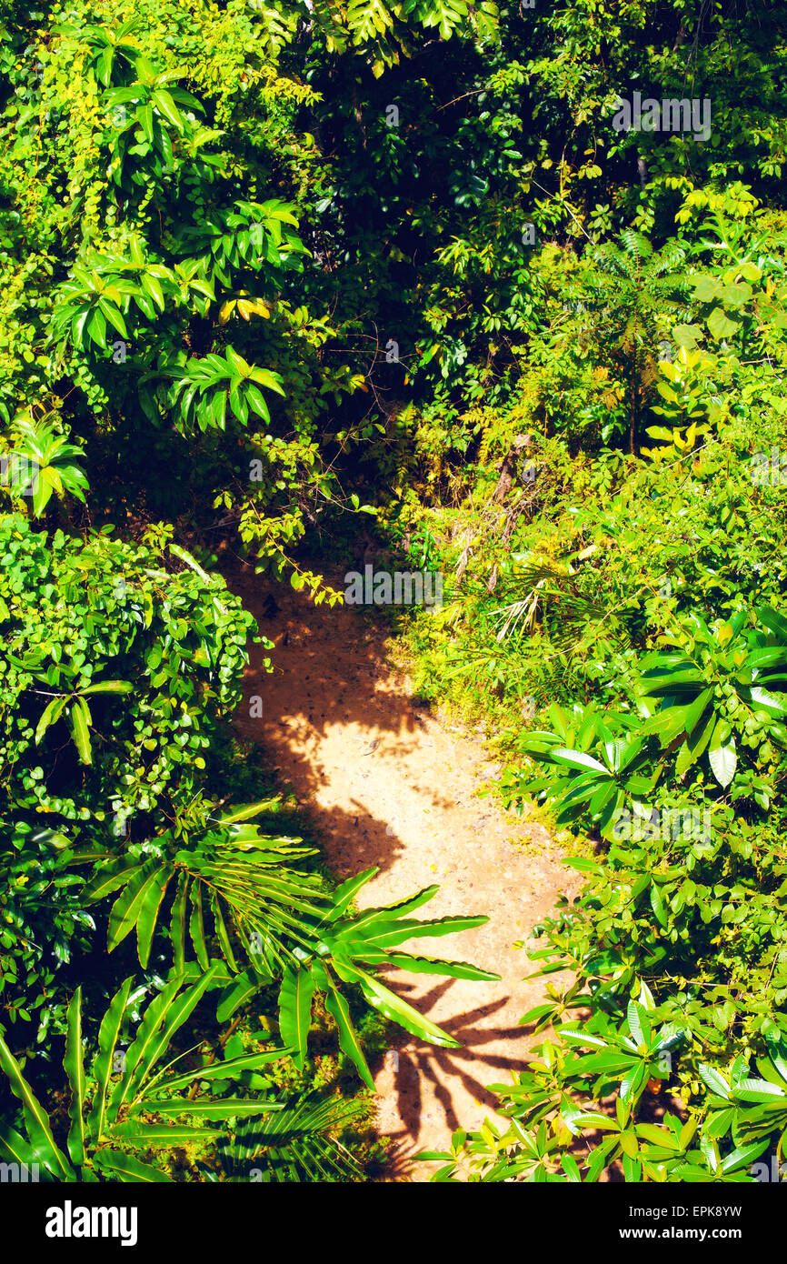 Asia jungle dry season hi-res stock photography and images - Alamy