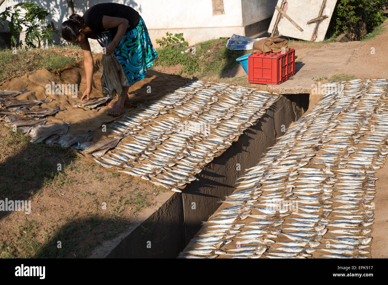 Sri lankan dried fish hi-res stock photography and images - Alamy