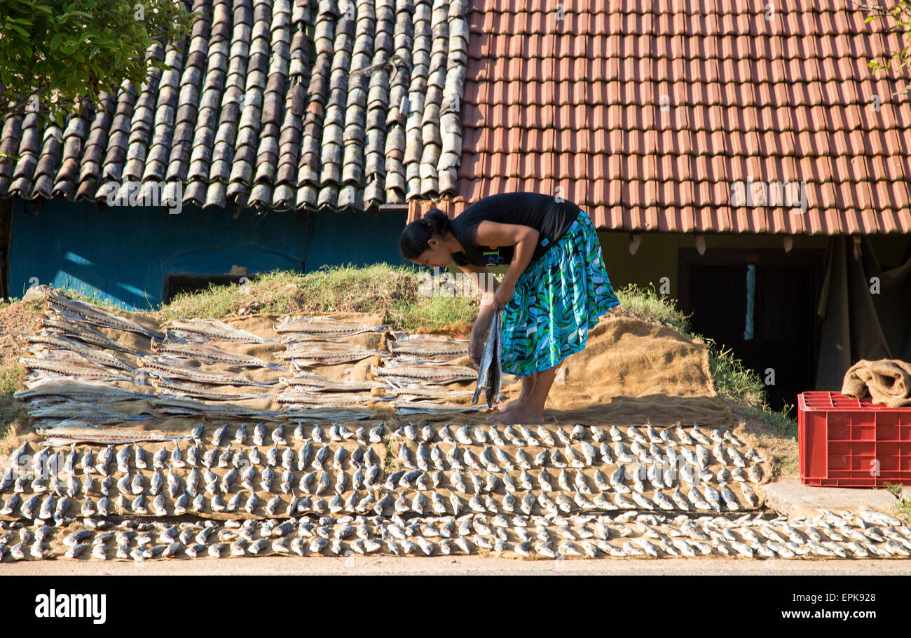 Sri lankan dried fish hi-res stock photography and images - Alamy