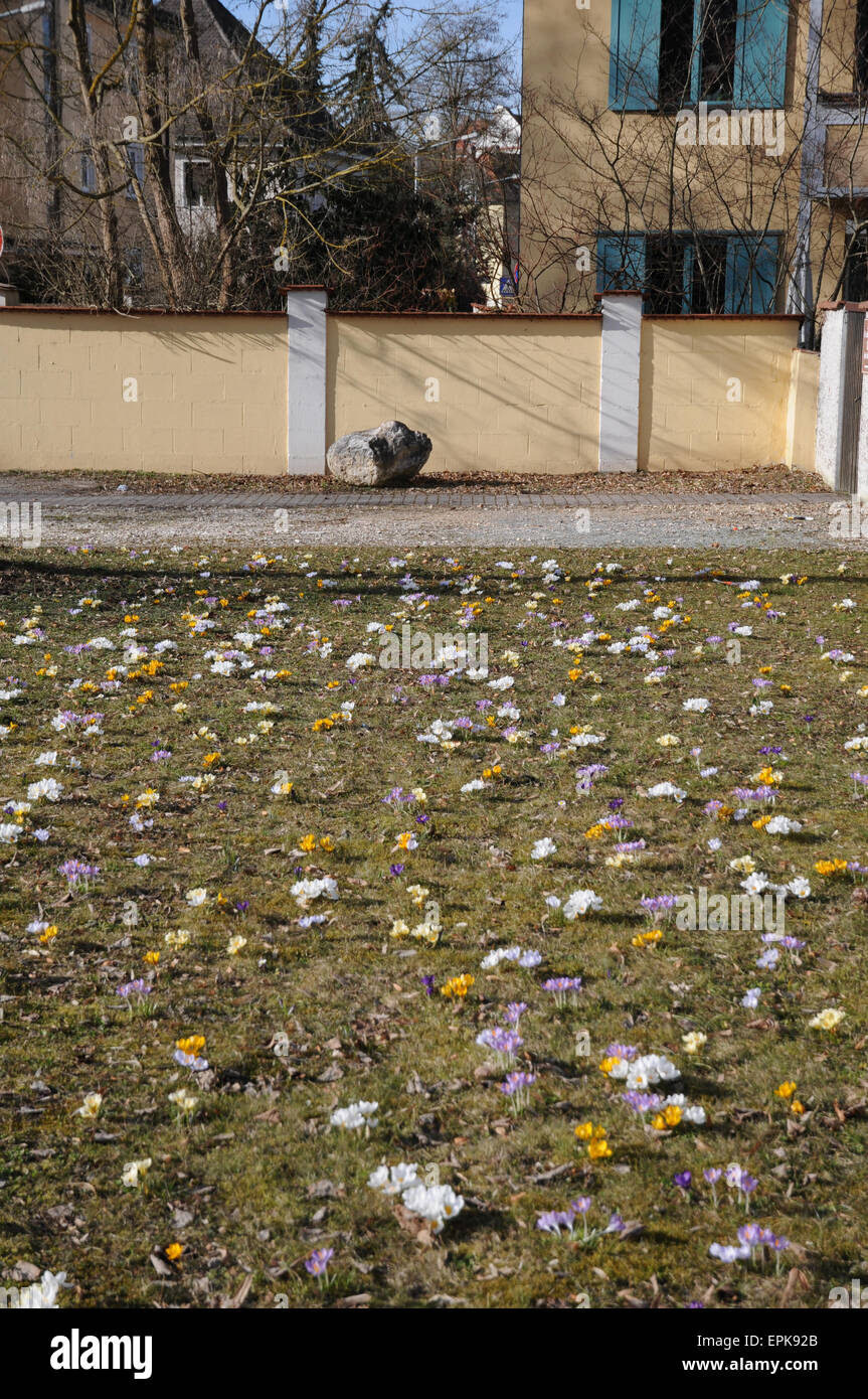 Crocus speciosus bulbs hi-res stock photography and images - Alamy