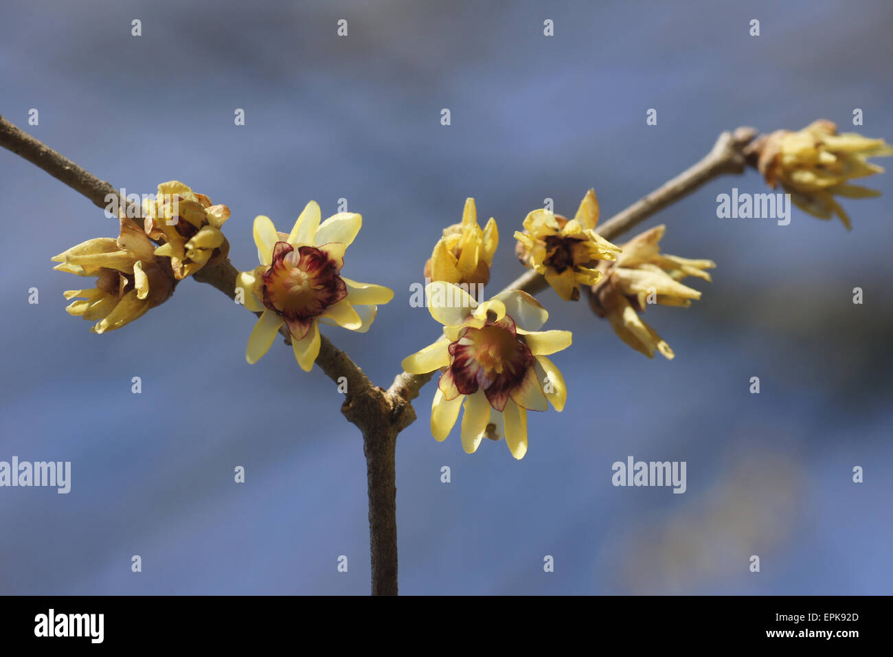 Wintersweet Shrub High Resolution Stock Photography and Images - Alamy