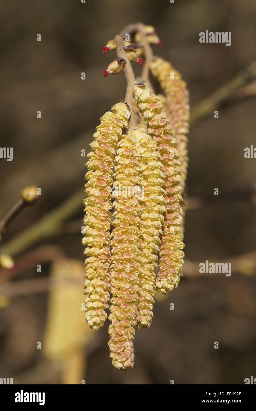 Wildhasel hi-res stock photography and images - Alamy