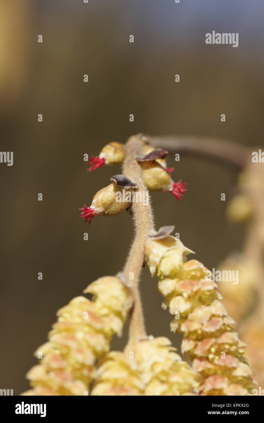 Wildhasel hi-res stock photography and images - Alamy