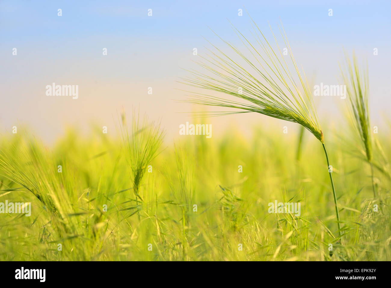 Green wheat hi-res stock photography and images - Alamy
