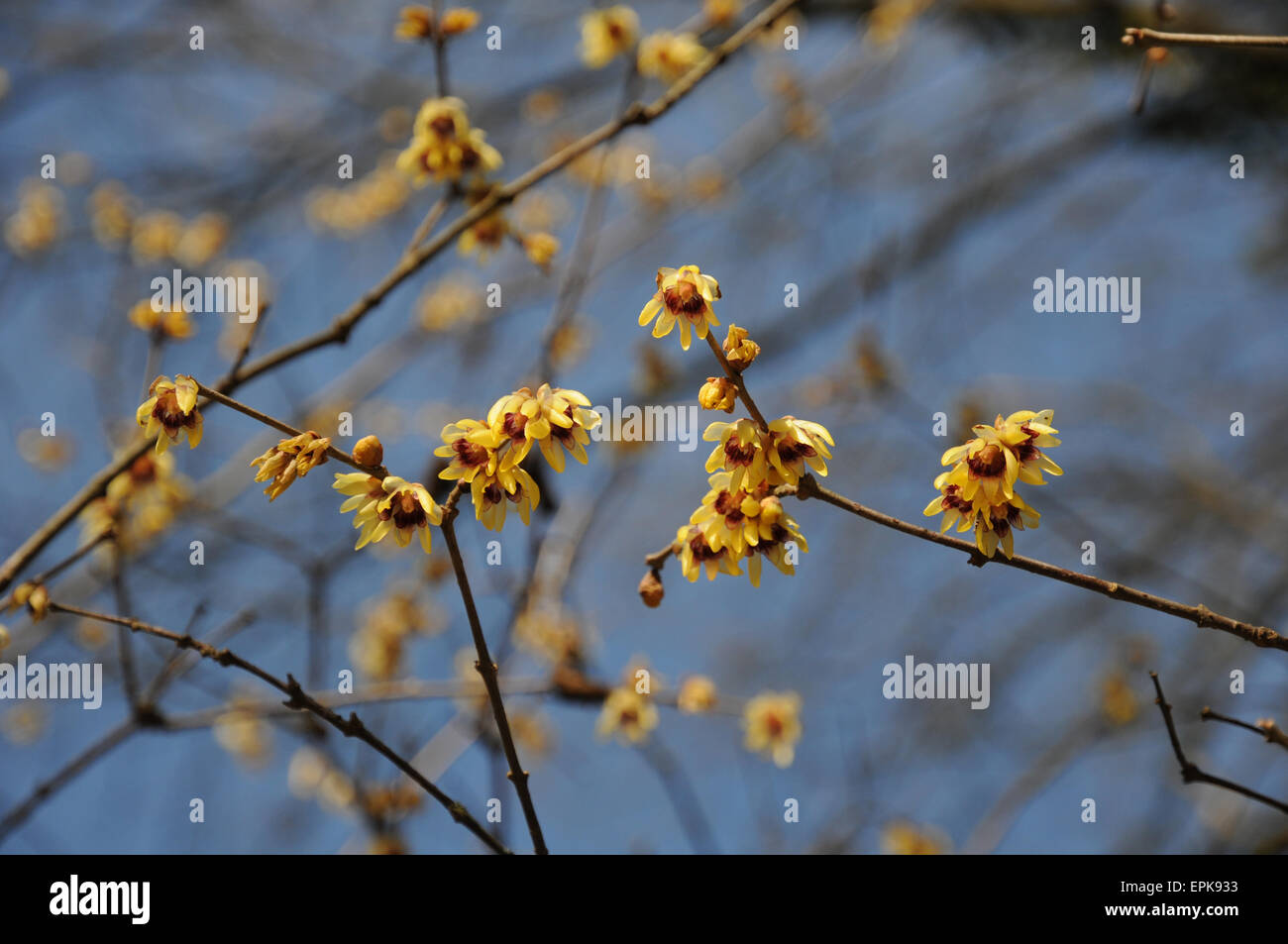 Wintersweet shrub hi-res stock photography and images - Alamy
