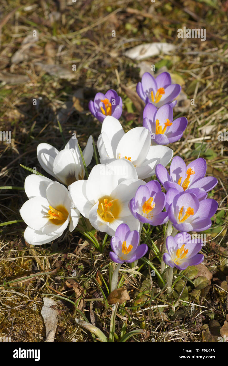 Crocus speciosus albus and woodland crocus Stock Photo - Alamy