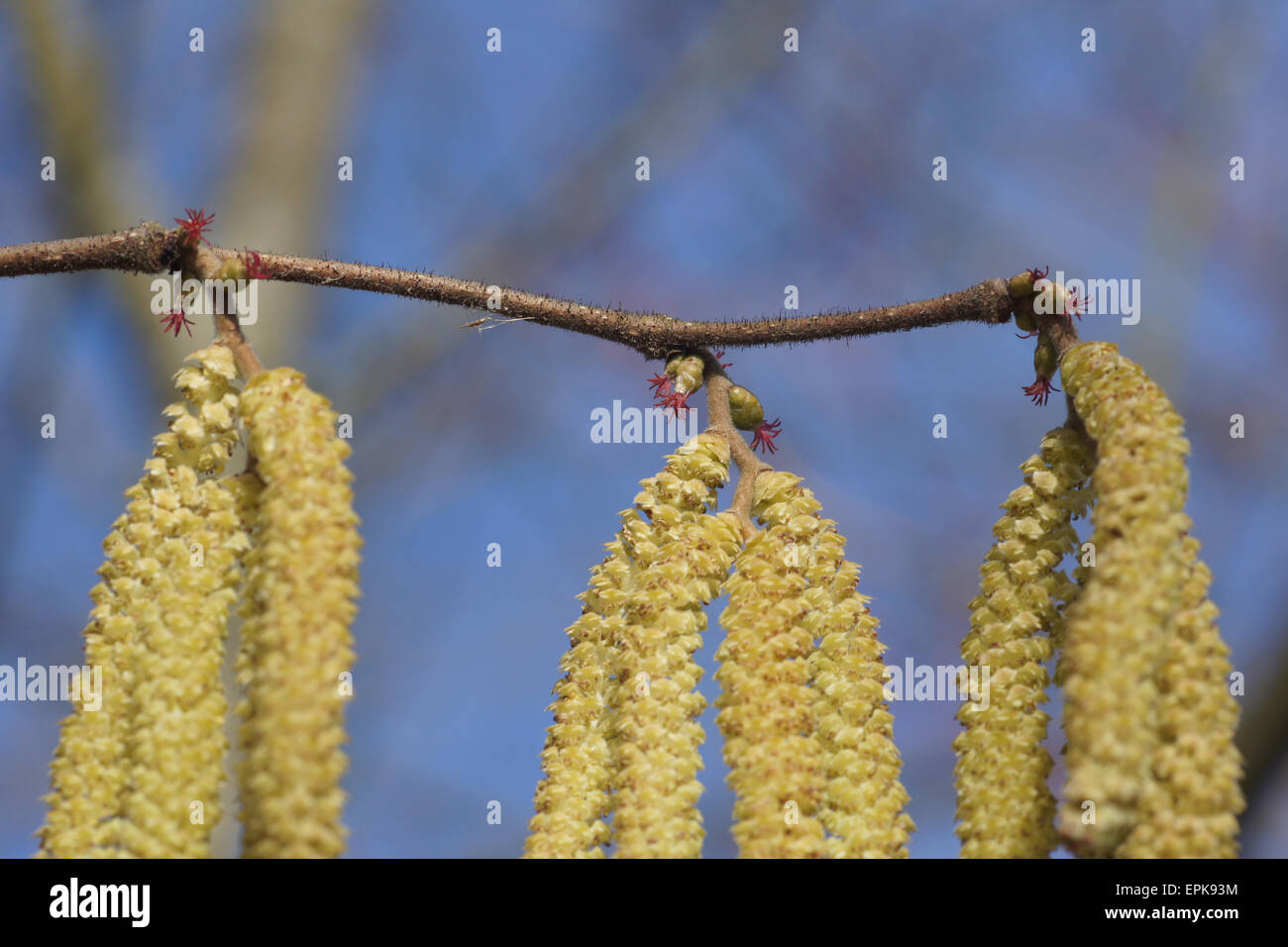 Wildhasel hi-res stock photography and images - Alamy