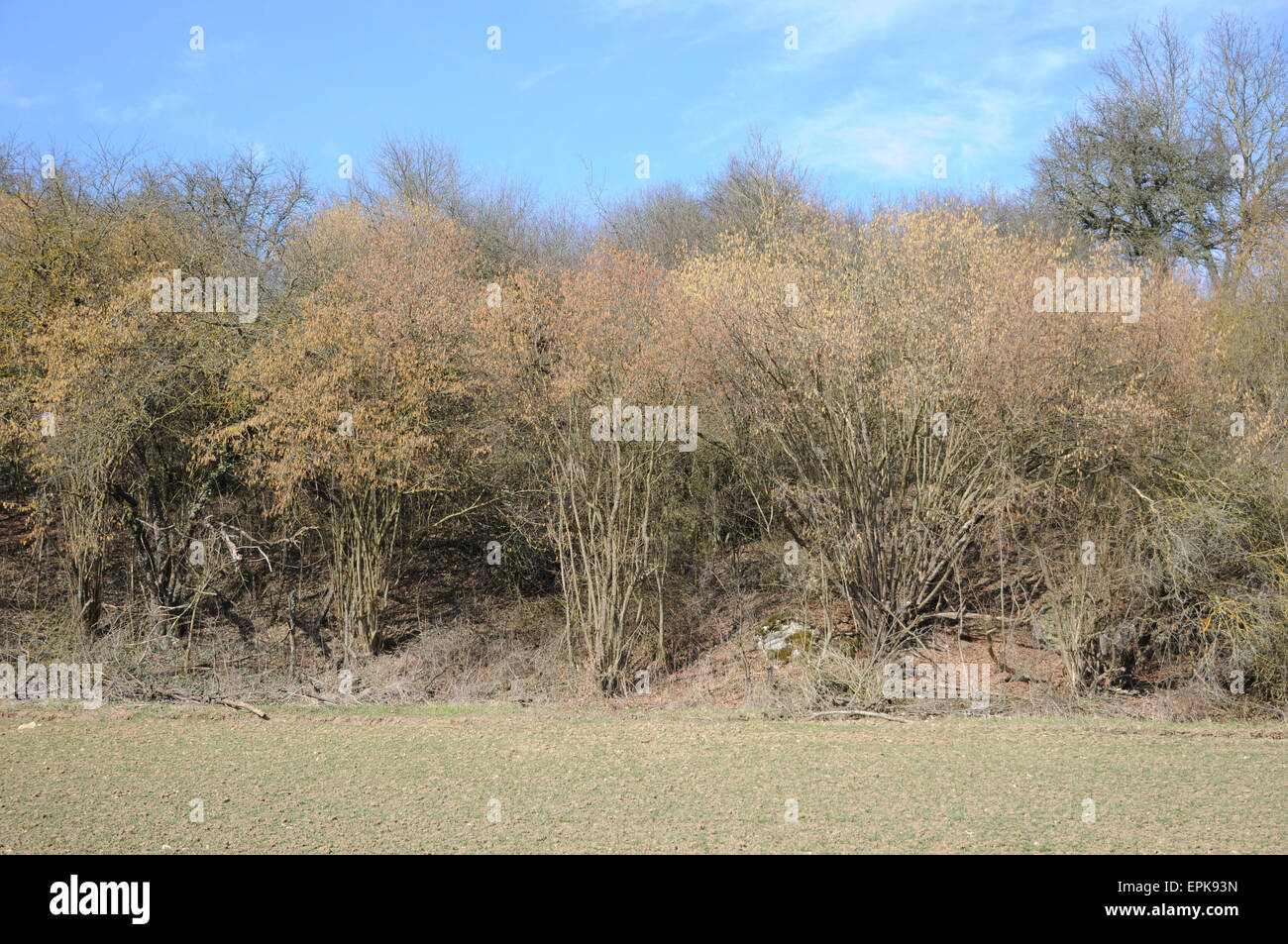 Wild hazels hi-res stock photography and images - Alamy