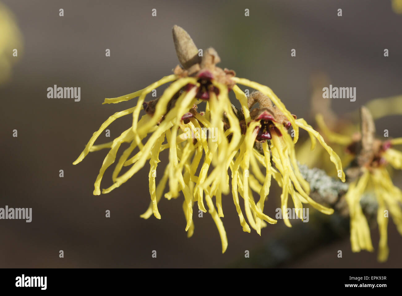 Chinese witch hazel Stock Photo - Alamy