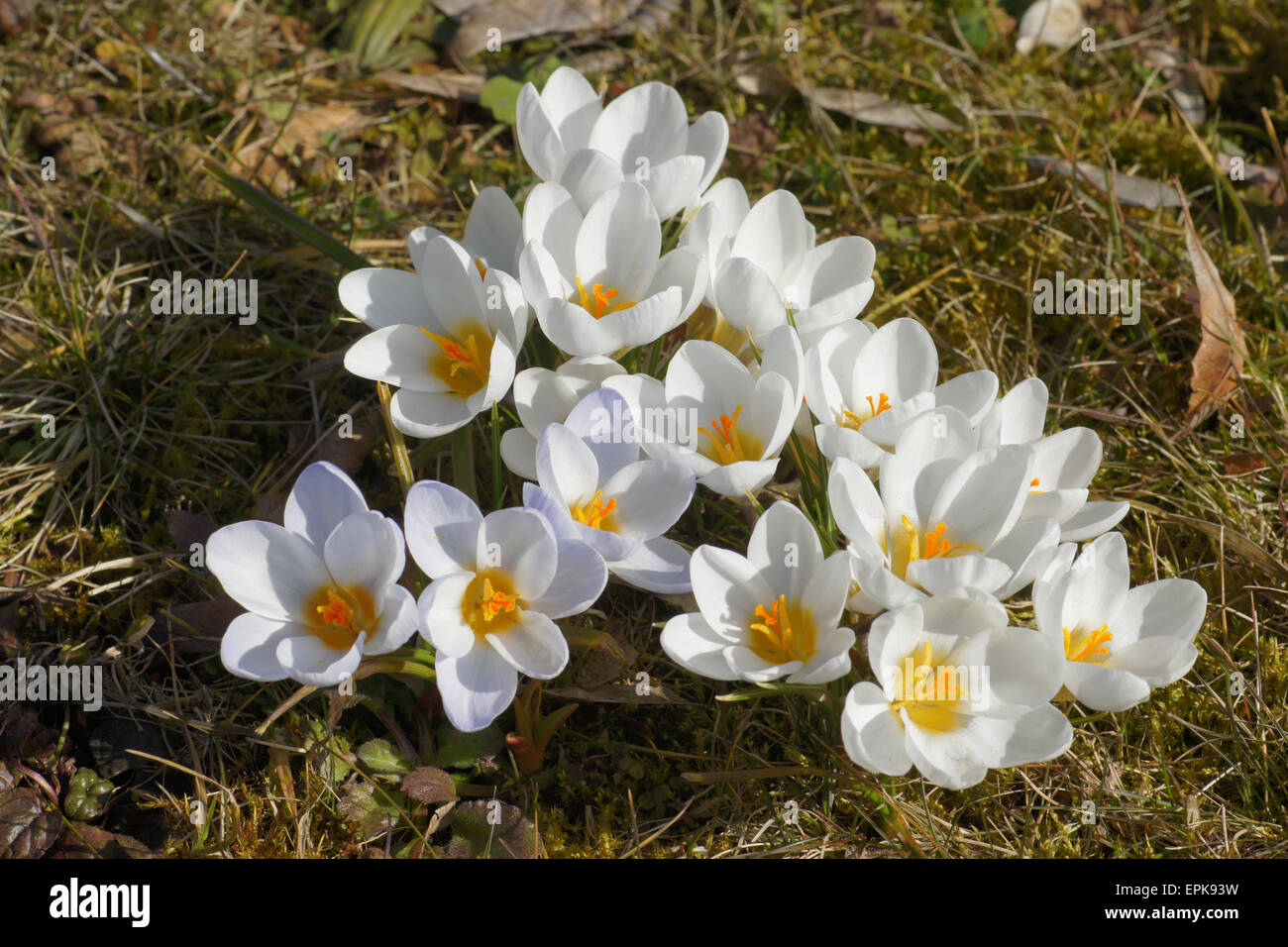 Crocus speciosus bulb hi-res stock photography and images - Alamy