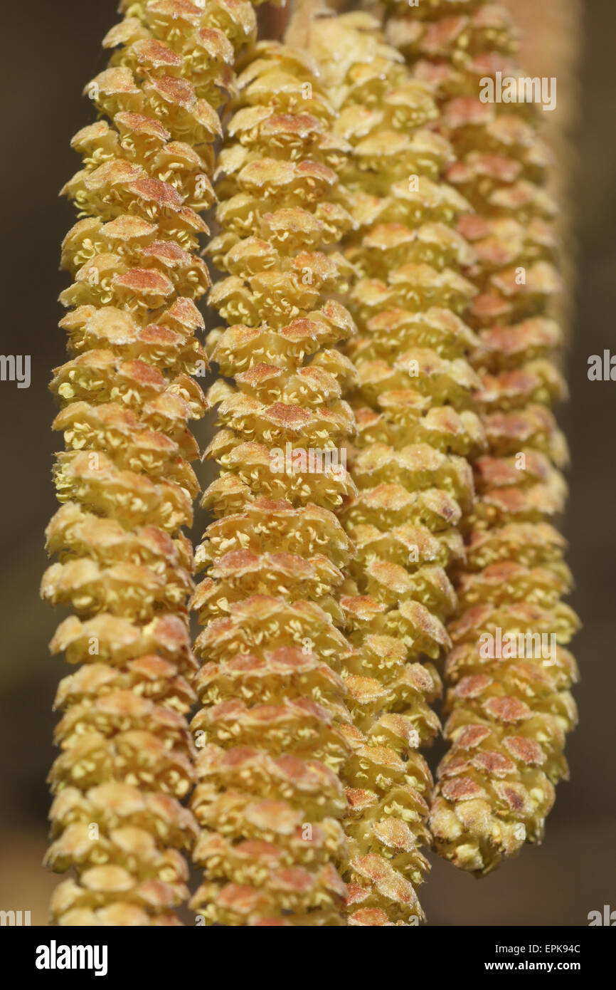 Wild hazels hi-res stock photography and images - Alamy