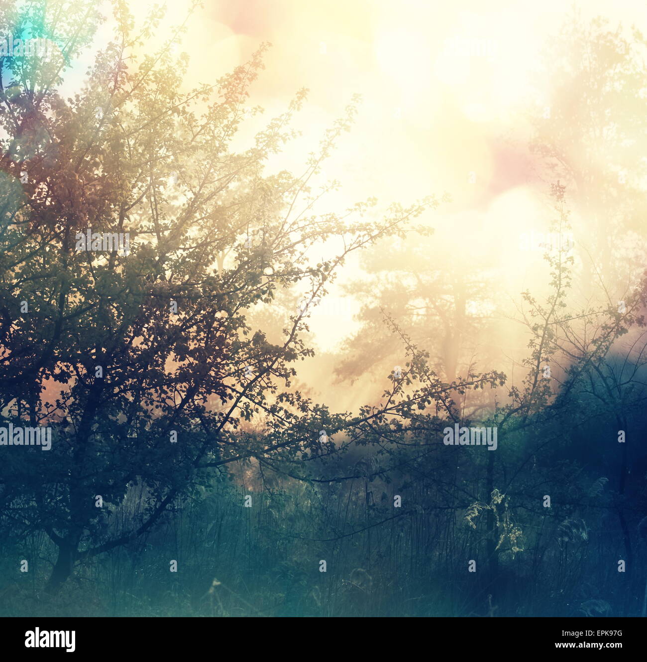 Fog in forest Stock Photo - Alamy