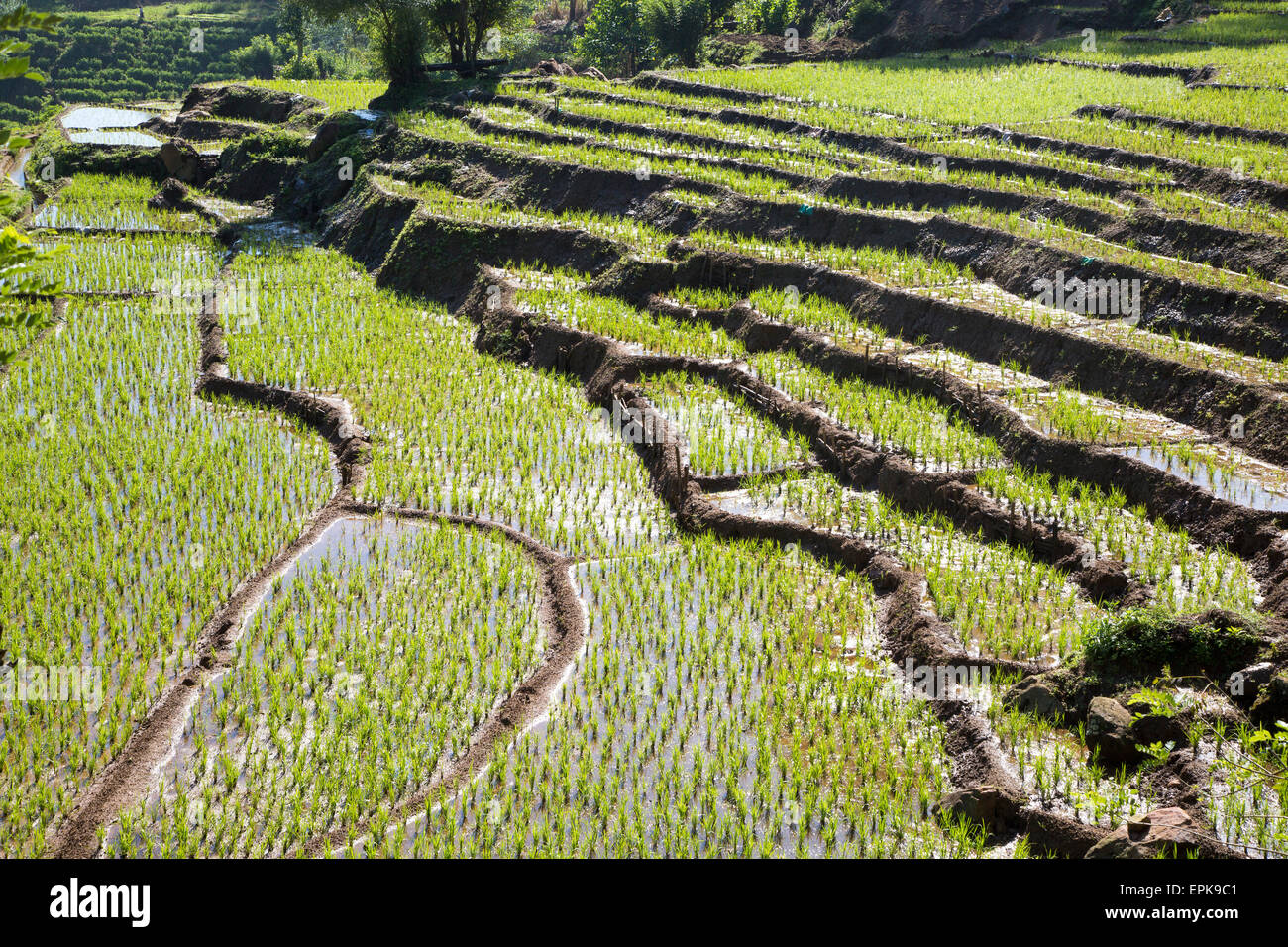 Paddy field rice farming terraces, Ella, Badulla District, Uva Province ...