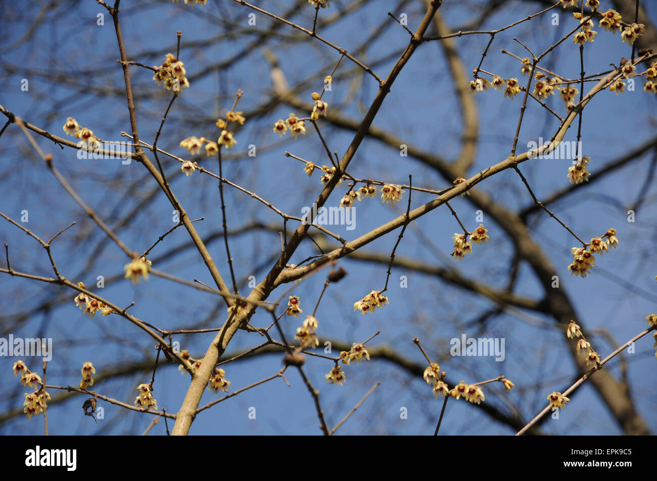 Wintersweet hi-res stock photography and images - Alamy