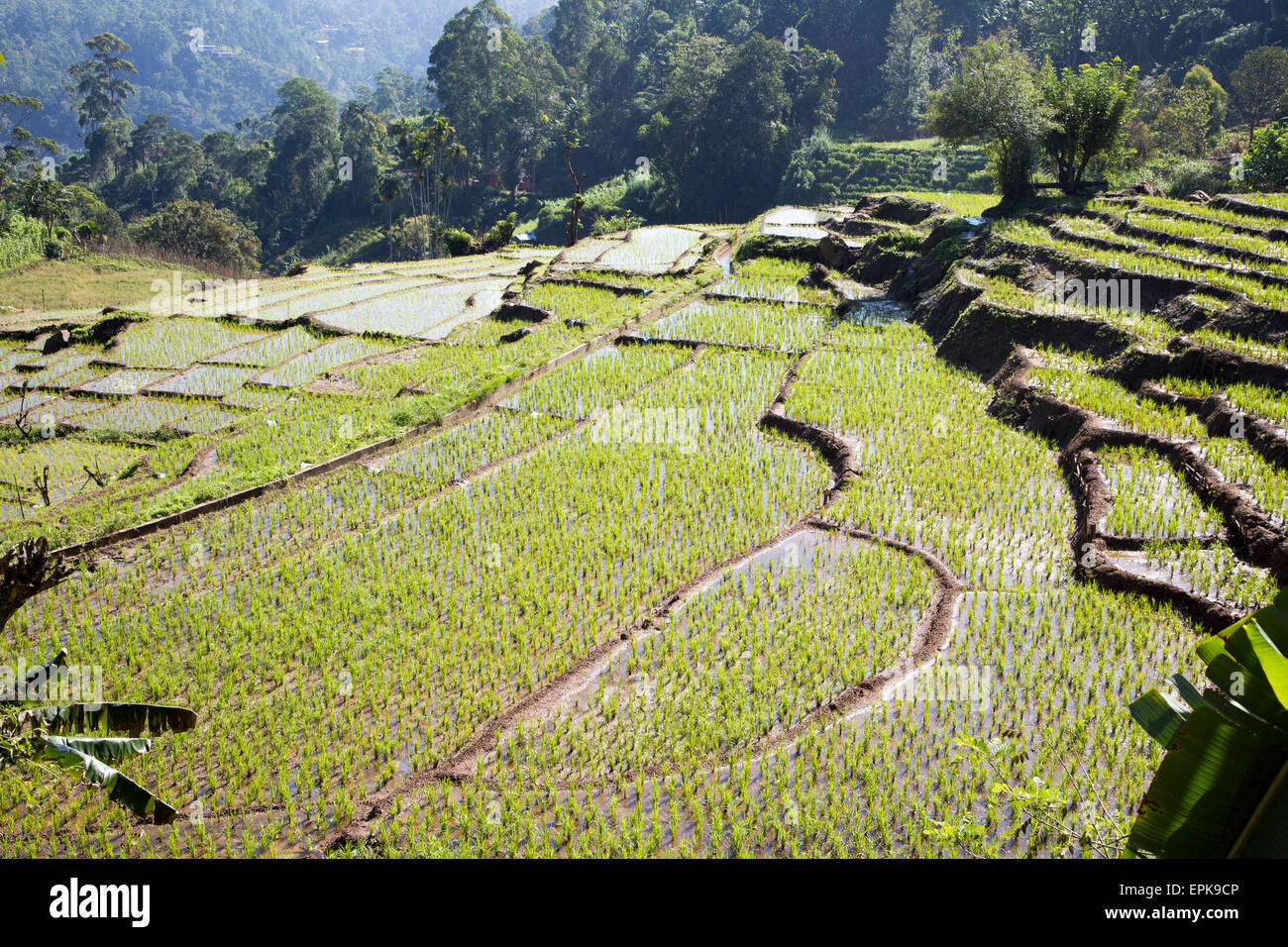 Terraced watered rice fields hi-res stock photography and images - Alamy