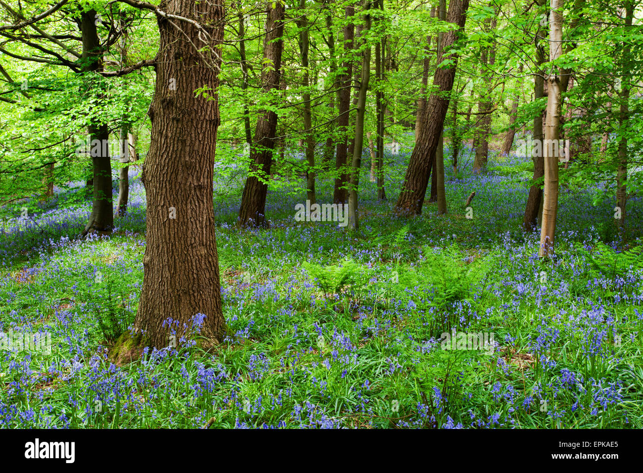 Bluebells and Spring Foliage in Middleton Woods Ilkley West Yorkshire ...