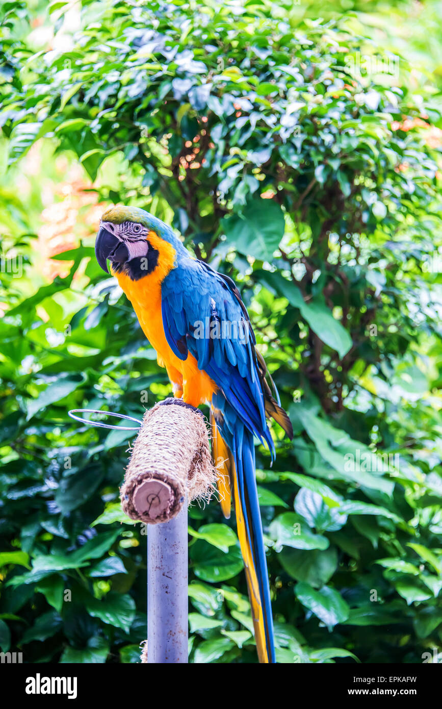 Colourful parrot bird sitting on the perch Stock Photo - Alamy