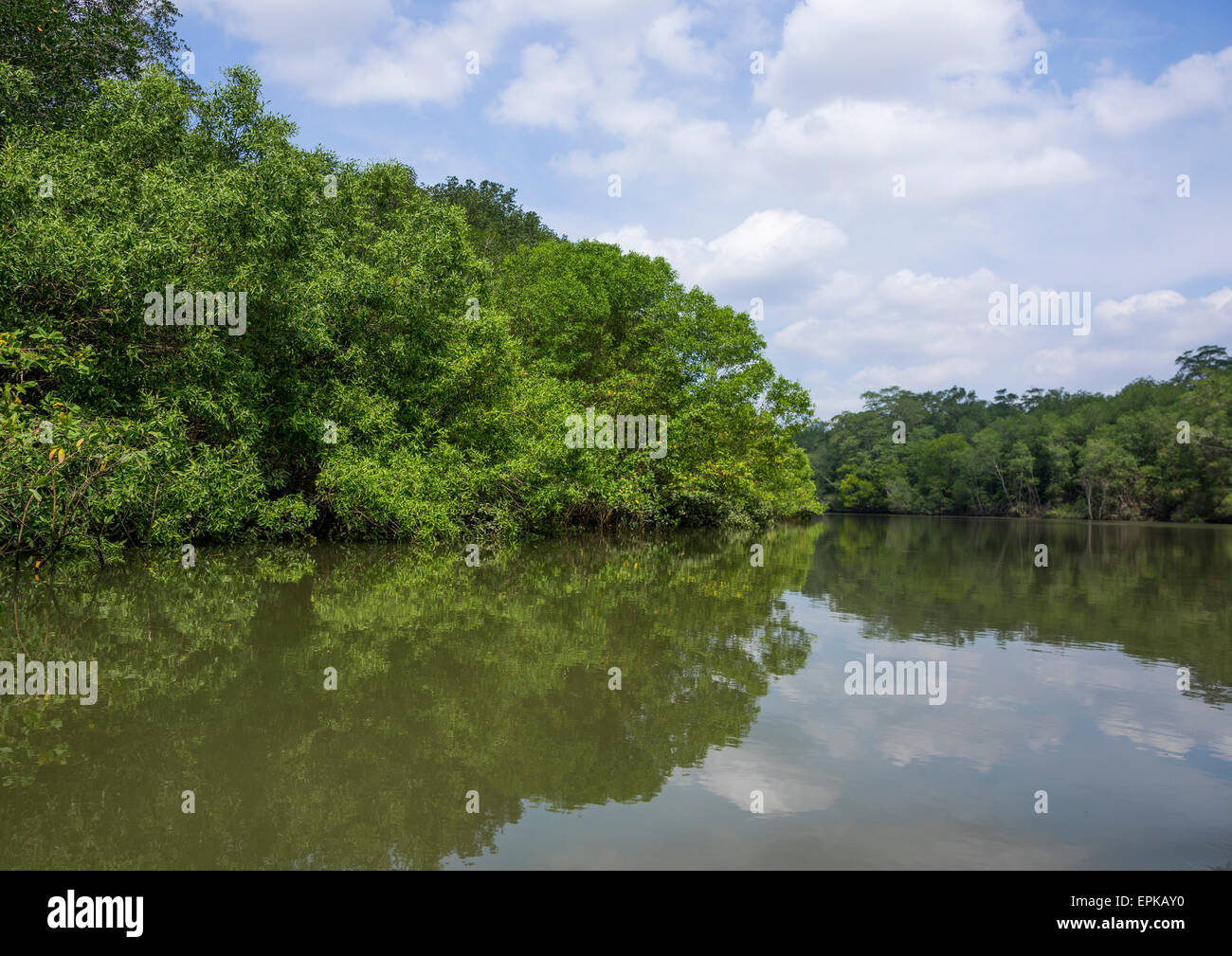 Panama, Darien Province, Puerta Lara, Rain Forest Stock Photo - Alamy