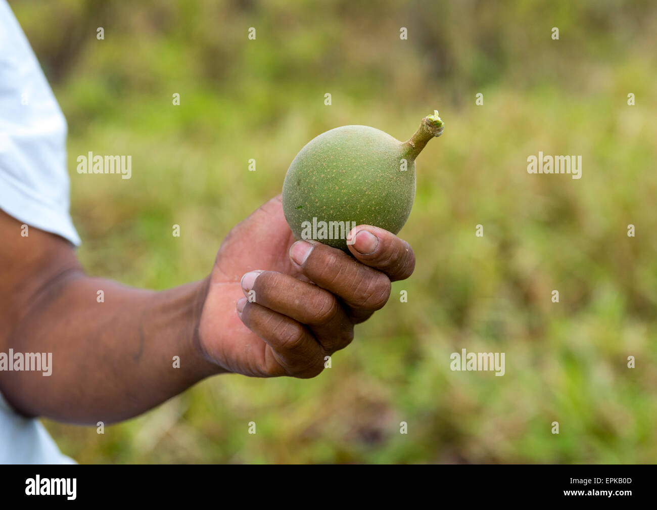 Panama, Darien Province, Filo Del Tallo, Embera Man Collecting Fruits ...