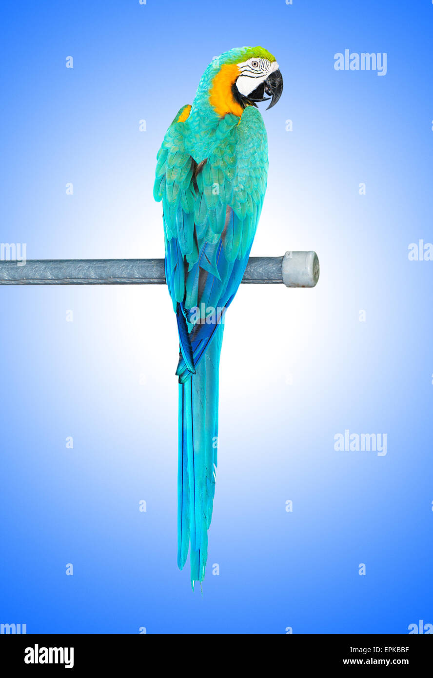Colourful parrot bird sitting on the perch Stock Photo - Alamy