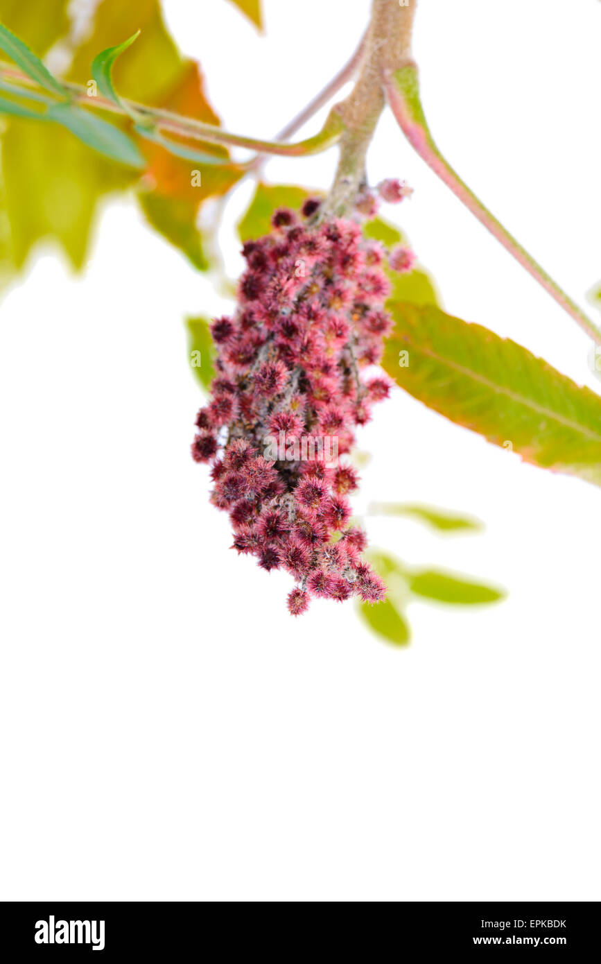 Rhus typhina pink flower Stock Photo - Alamy
