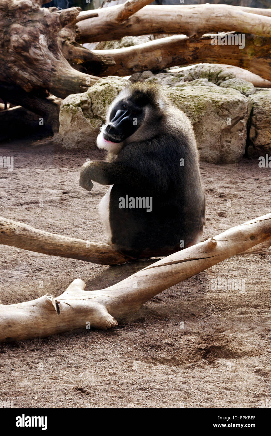 Baboon enclosure hi-res stock photography and images - Alamy