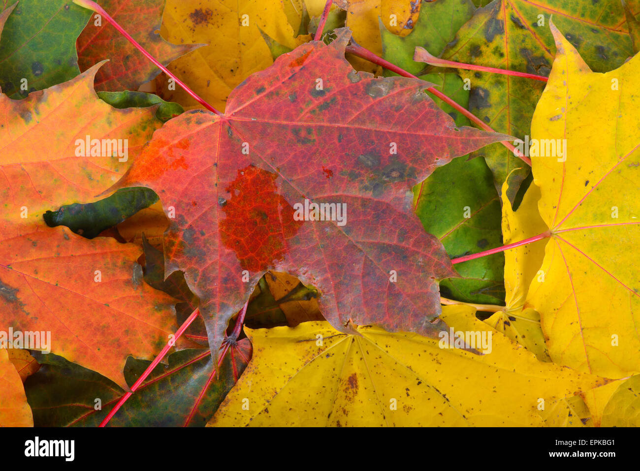 Autumn maple leafs Stock Photo - Alamy